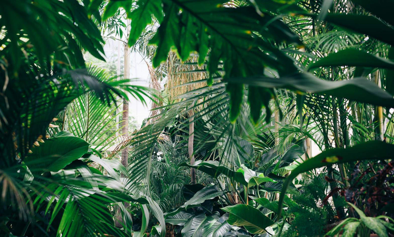 Best Tropical Plants: 10 Options to Enhance Your Garden – Sunshine ...