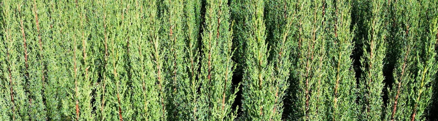 Conifers - evergreen trees with needle-like foliage – Sunshine Coast Plants