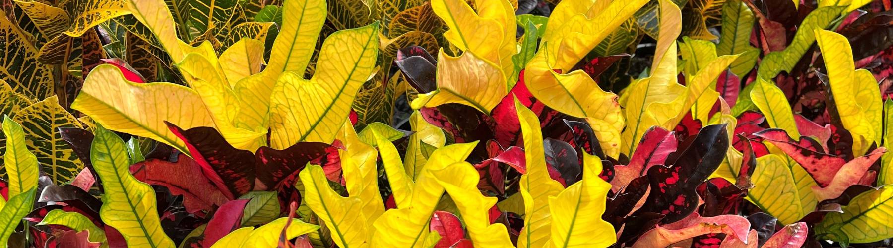 Crotons collection - Sunshine Coast Plants