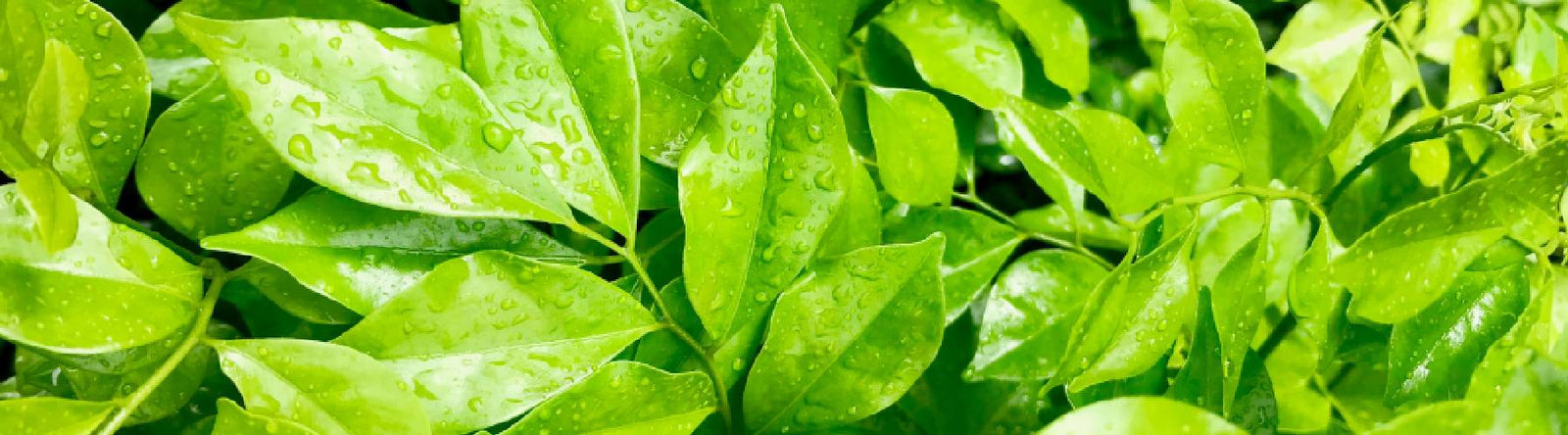 Murrayas - Sunshine Coast Plants