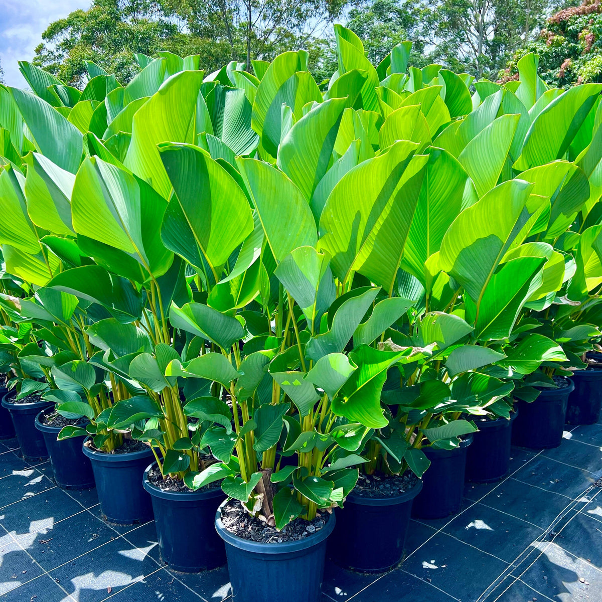 Calathea lutea - Havana Cigar - Sunshine Coast Plants