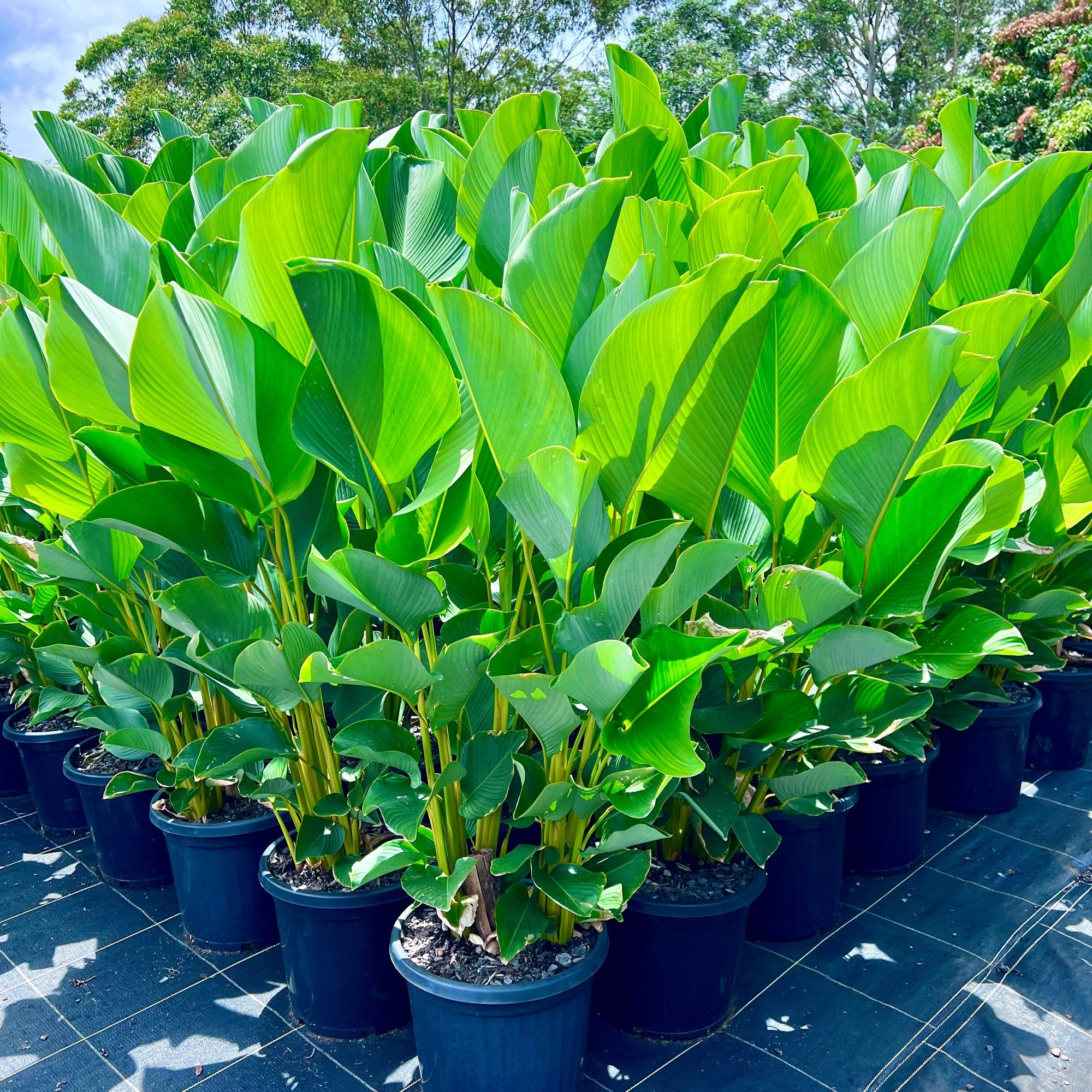 Calathea lutea - Havana Cigar - Sunshine Coast Plants