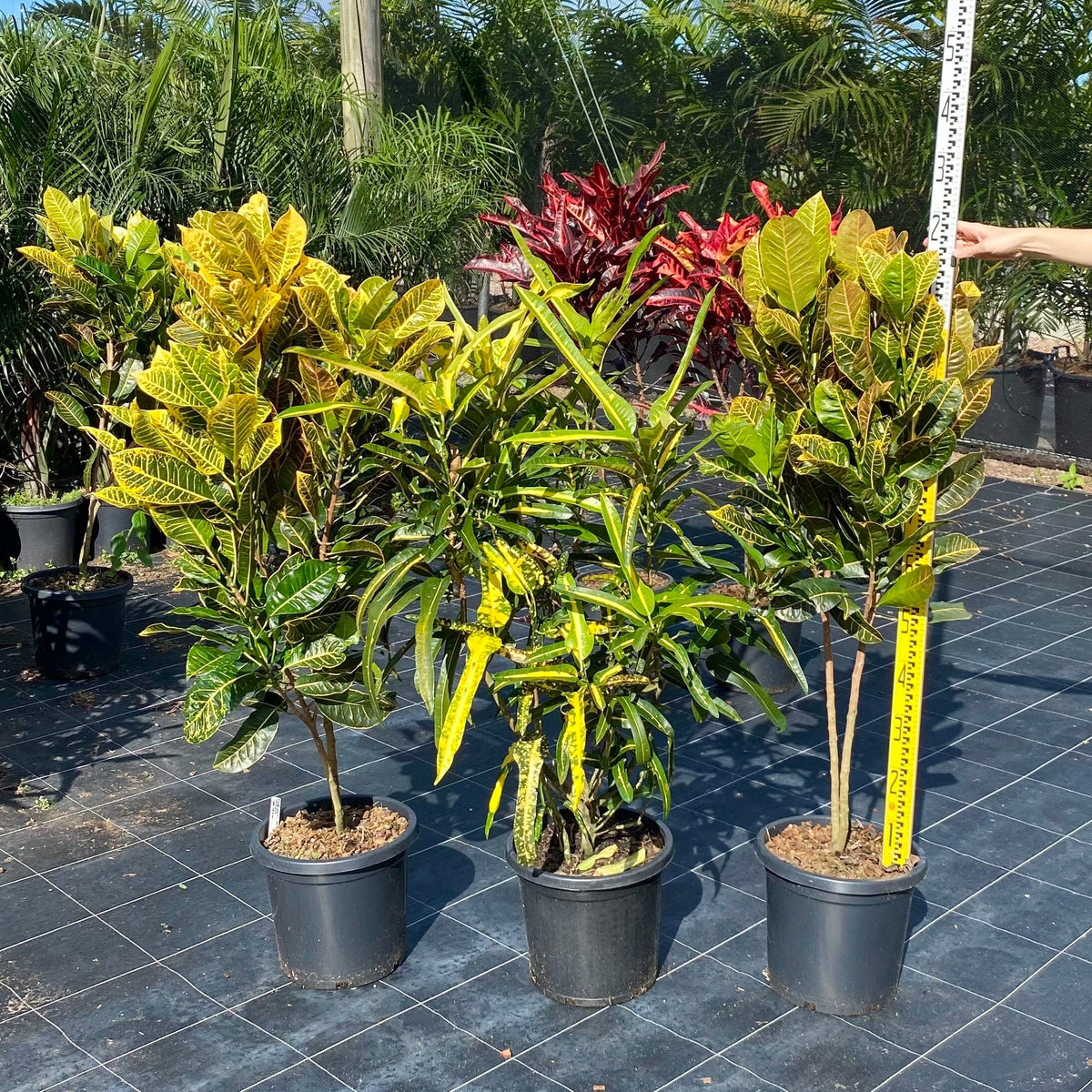 Codiaeum Variegatum - Croton | Sunshine Coast Plants
