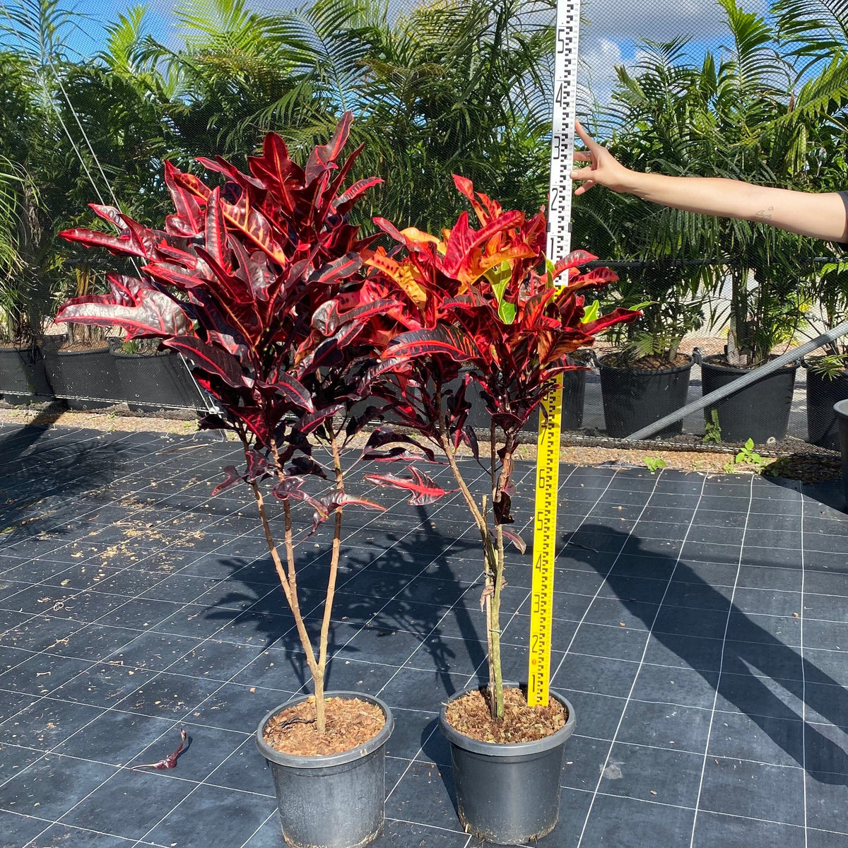 Codiaeum Variegatum - Croton | Sunshine Coast Plants