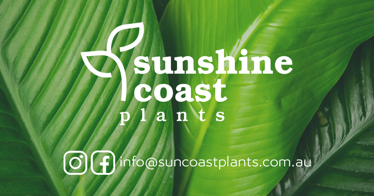Clumping Palms – Sunshine Coast Plants