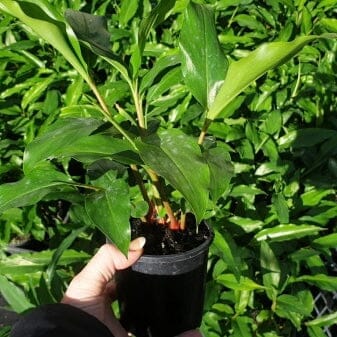 Alpinia henryi - Pink Perfection - Sunshine Coast Plants