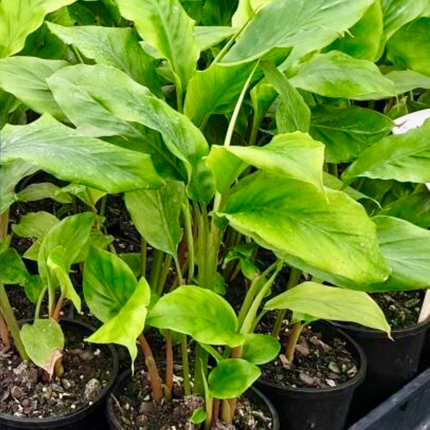 Alpinia Gingers - Sunshine Coast Plants