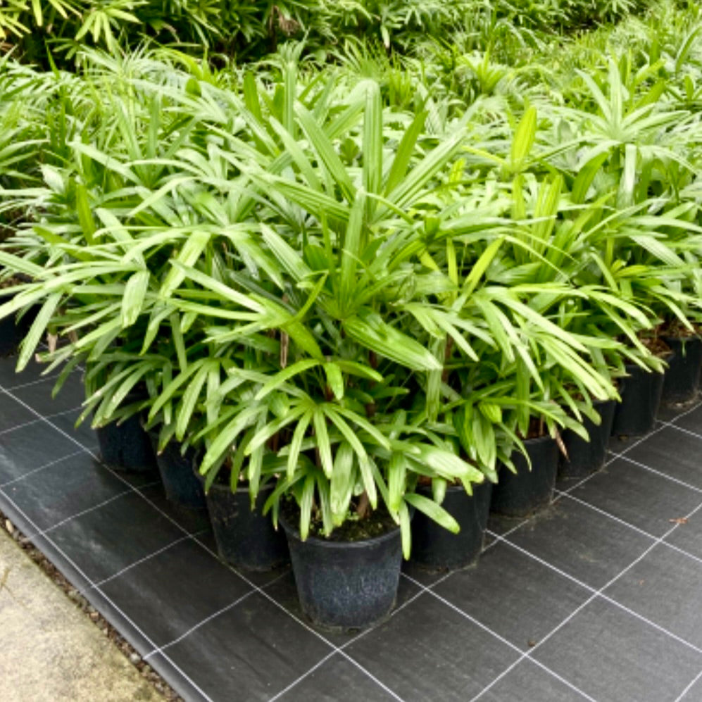 Rhapis Excelsa - Lady Palm | Sunshine Coast Plants