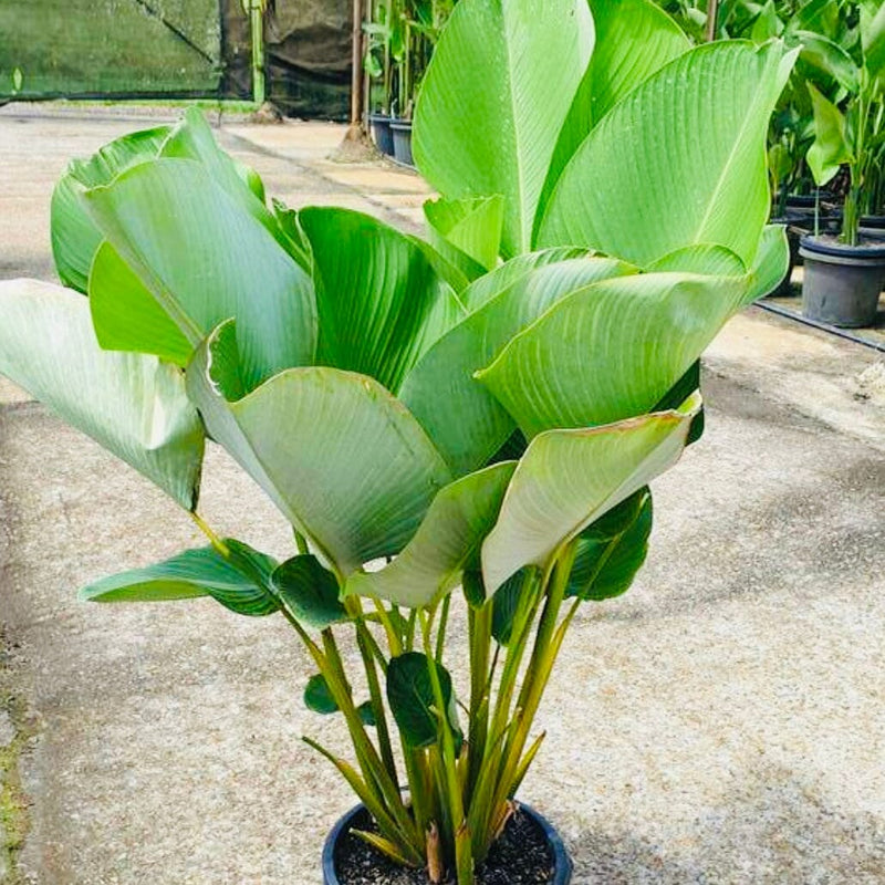 Calathea lutea - Havana Cigar - Sunshine Coast Plants