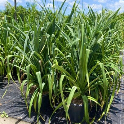 Pandanus pedunculatus - Screw Pine - Sunshine Coast Plants